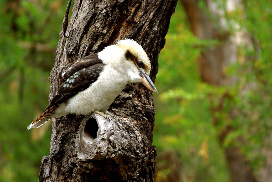 Laughing Kookaburra Facts - CRITTERFACTS