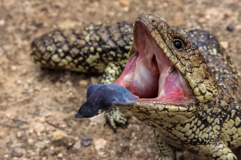 Shingleback Facts - CRITTERFACTS