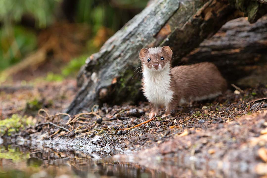 Least Weasel Facts Critterfacts