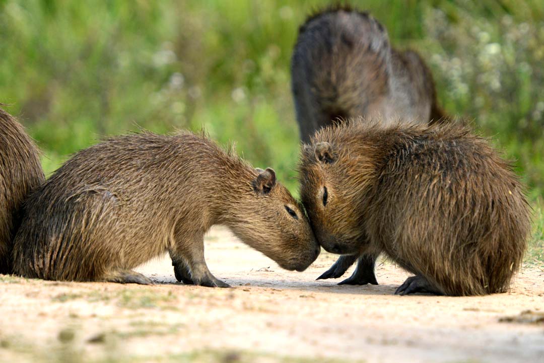 Capybara Facts - CRITTERFACTS