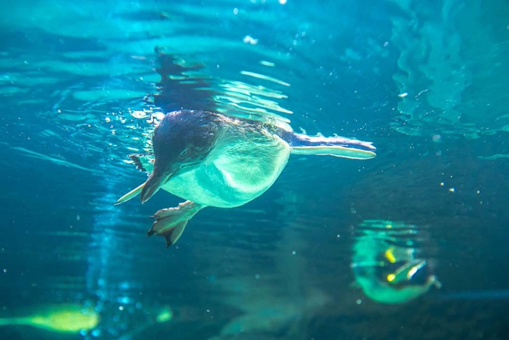 Little Blue Penguin Facts - CRITTERFACTS