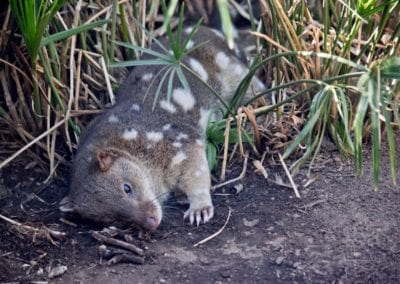 Quoll Facts - CRITTERFACTS