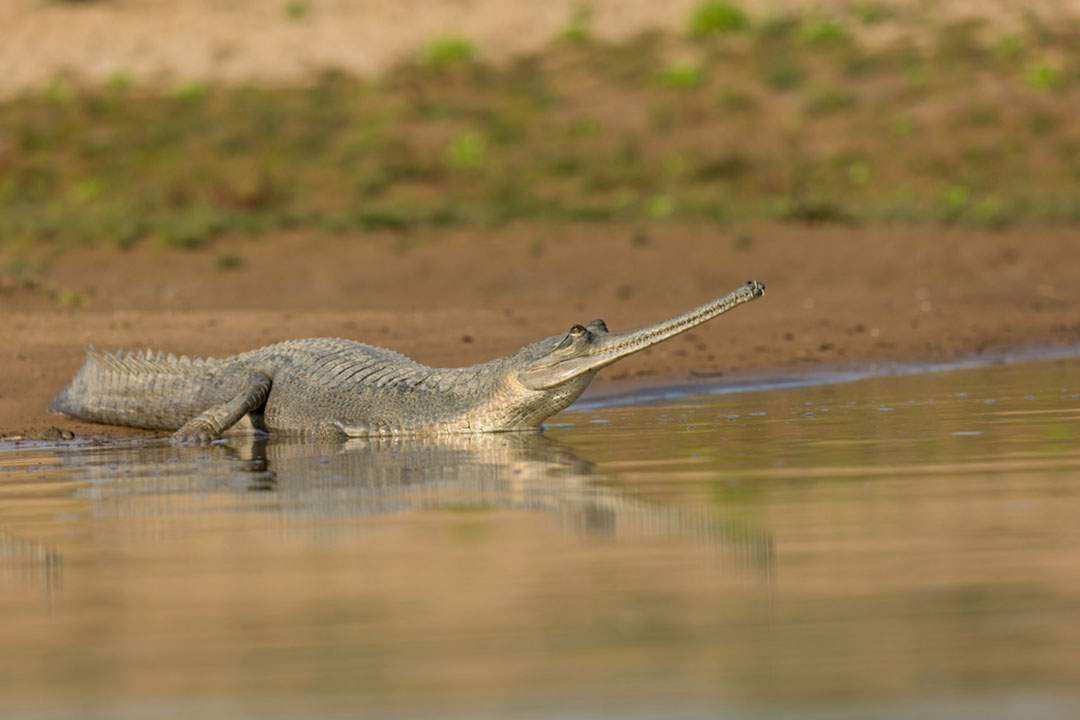 Gharial Facts - CRITTERFACTS