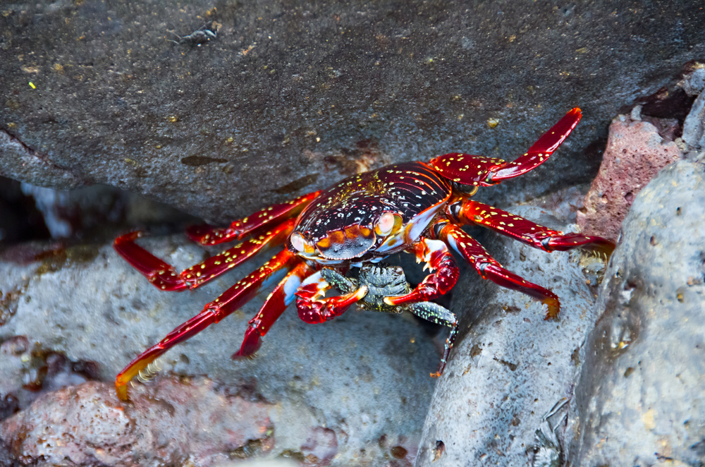 Sally Lightfoot Crab Facts - CRITTERFACTS