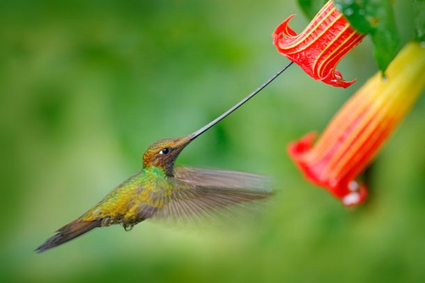 Sword-billed Hummingbird Facts - CRITTERFACTS