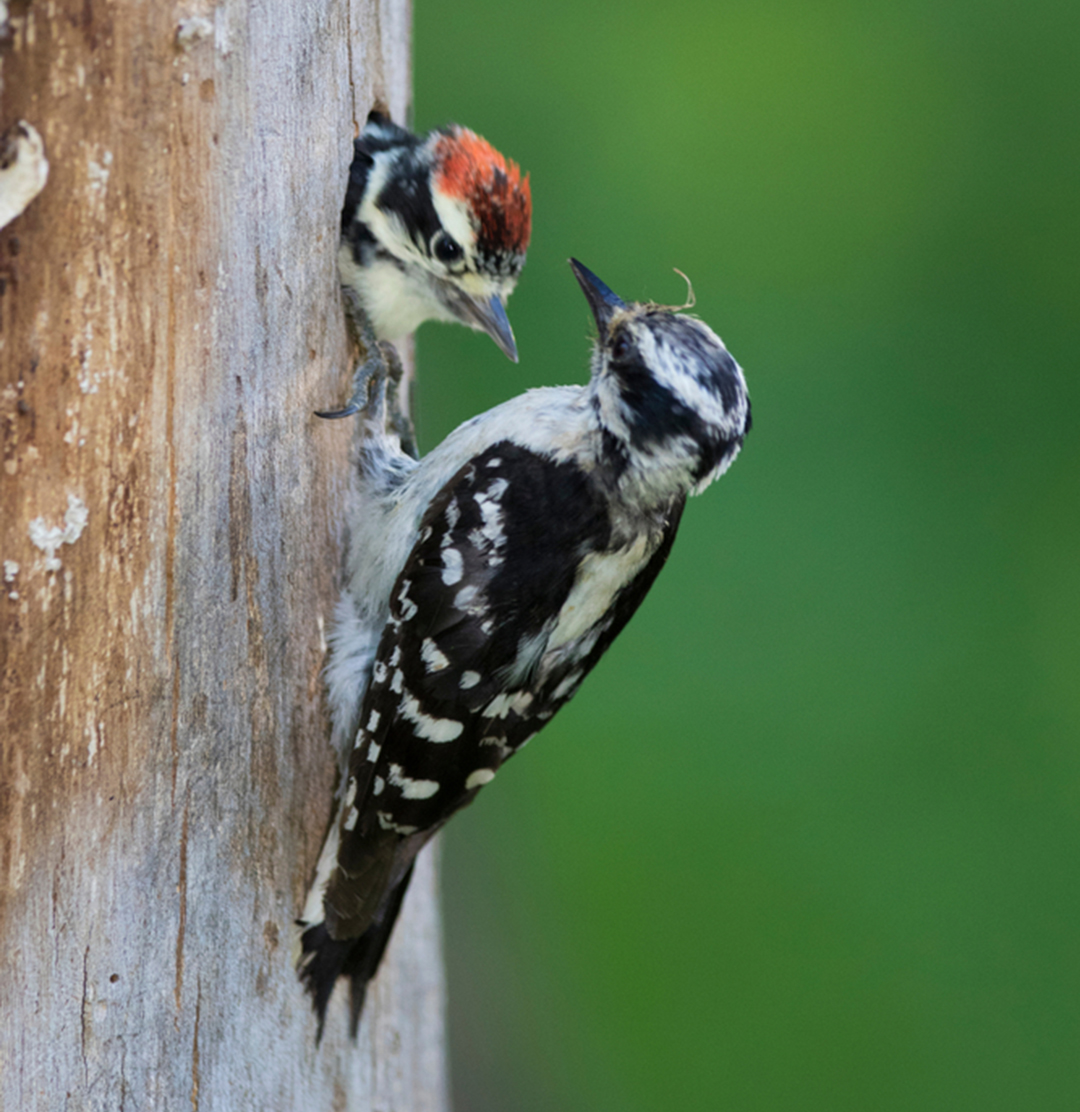 Downy Woodpecker Facts Critterfacts