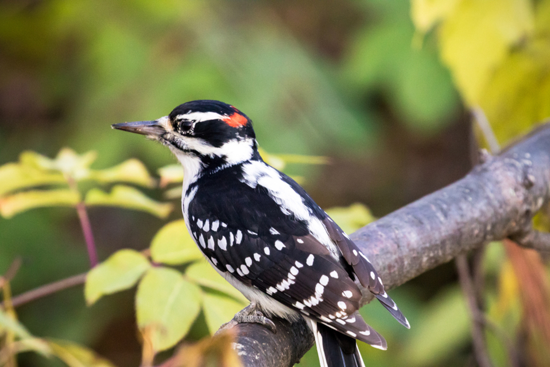 Downy Woodpecker Facts Critterfacts