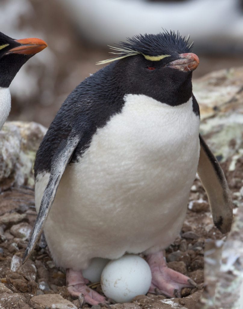 Rockhopper Penguin Facts - CRITTERFACTS