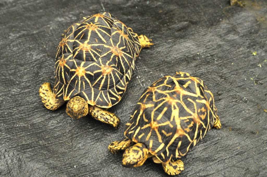 Indian Star Tortoise Facts - CRITTERFACTS