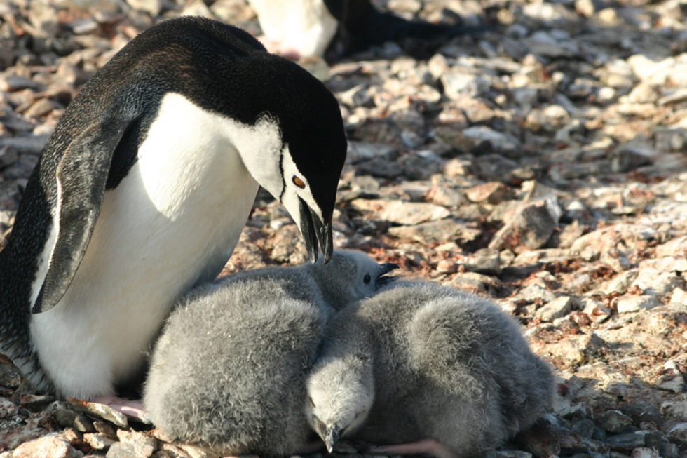 Chinstrap Penguin CRITTERFACTS