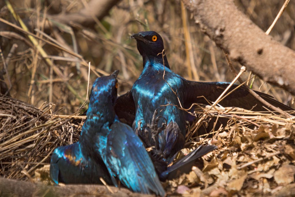Greater Blue-eared Glossy Starling Facts - CRITTERFACTS