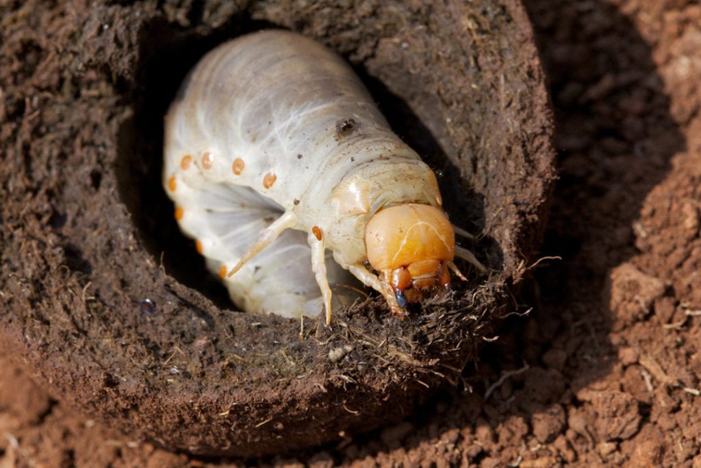 Dung Beetle Facts - CRITTERFACTS