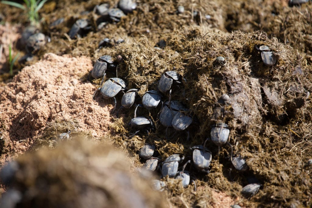 Dung Beetle Facts - CRITTERFACTS