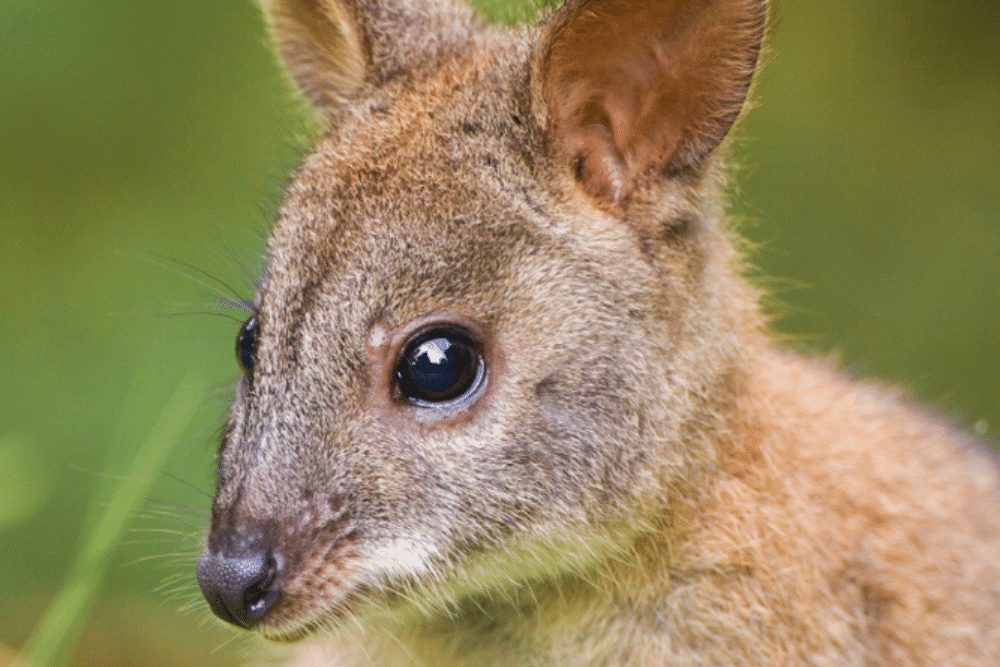 Red-necked Pademelon Facts - CRITTERFACTS