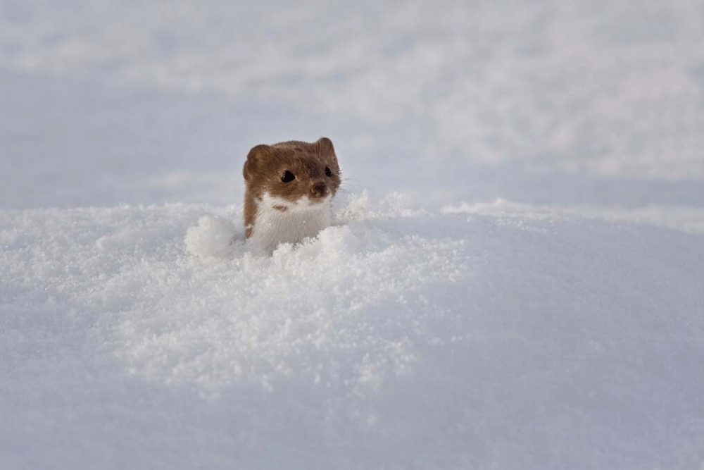 Least Weasel Facts - CRITTERFACTS