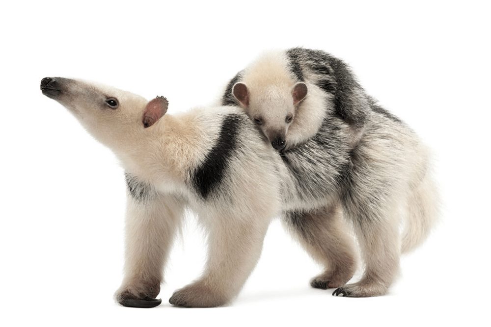 Southern Tamandua Facts - CRITTERFACTS
