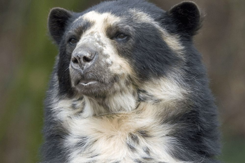 Spectacled Bear Facts - CRITTERFACTS