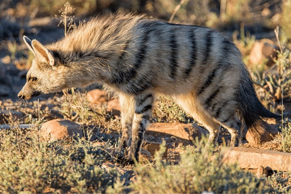 Aardwolf Pup