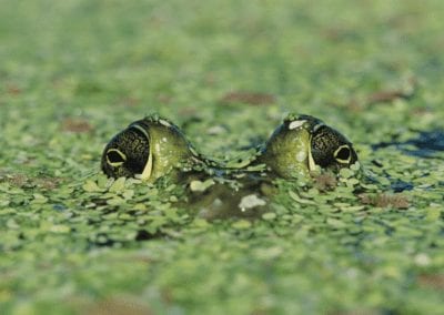 American Bullfrog Facts - CRITTERFACTS