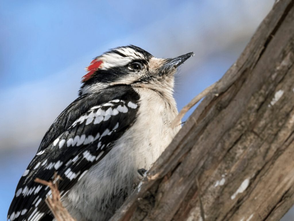 Downy Woodpecker Facts Critterfacts