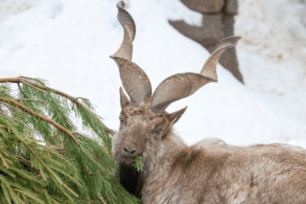 Markhor Facts - CRITTERFACTS