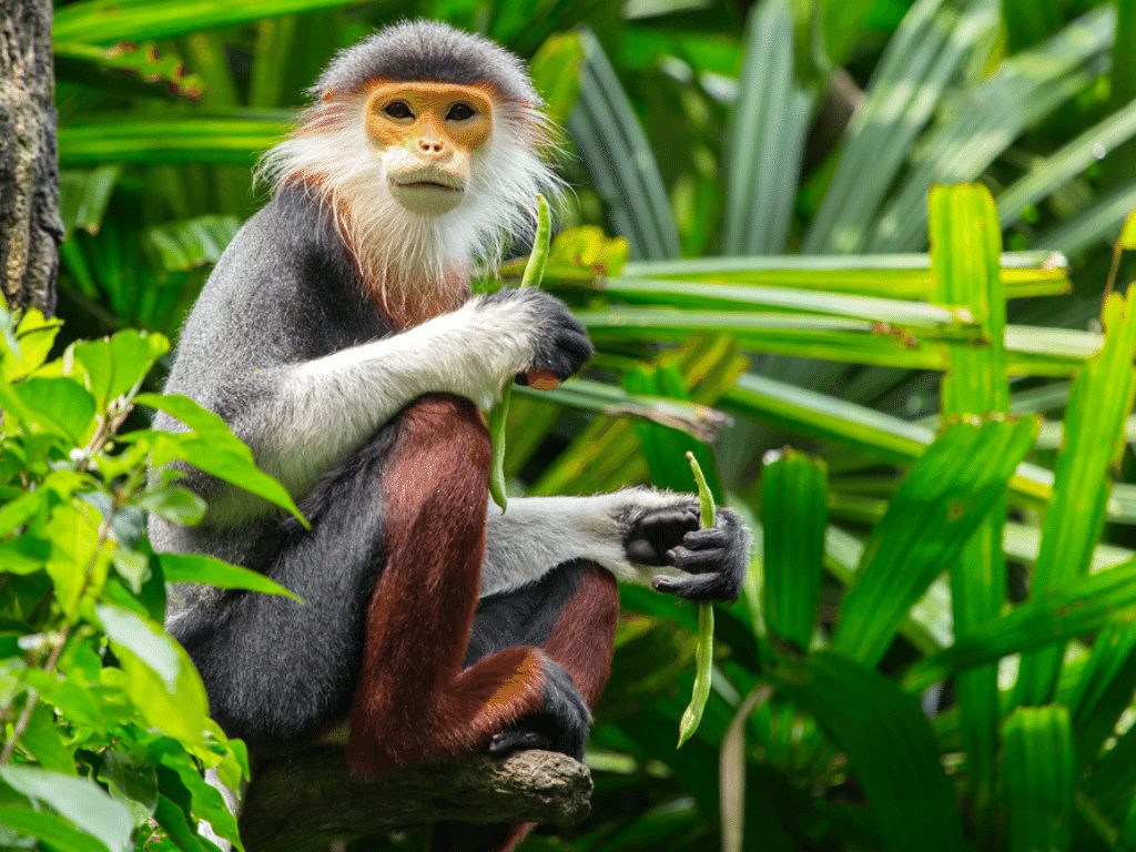 Red Shanked Douc Facts Critterfacts