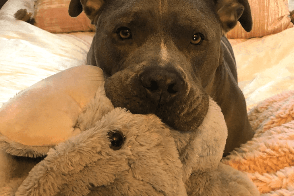 The misunderstood and complicated history of pit bulls - CRITTERFACTS