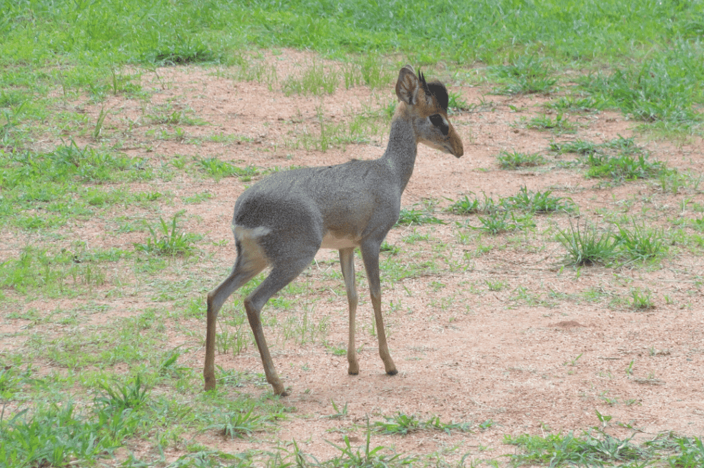 Discovering the cool ecology of Dik-diks in Kenya - CRITTERFACTS