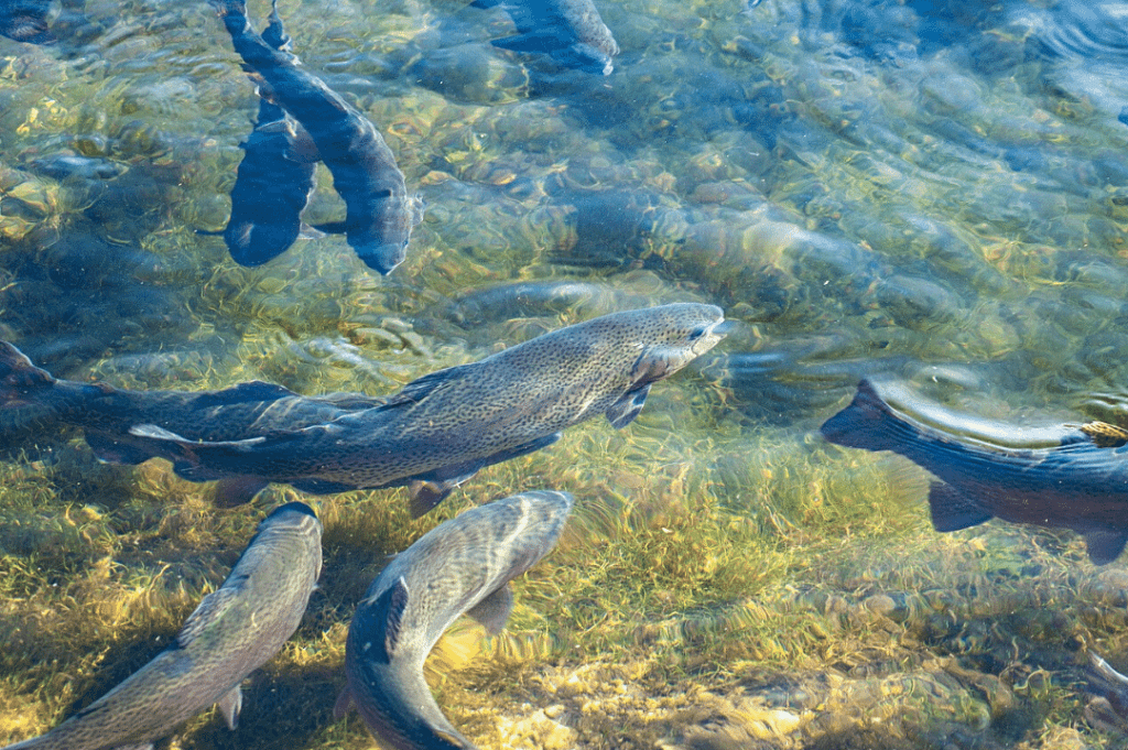 What is a Steelhead Trout? - CRITTERFACTS
