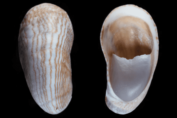 The Wild And Frisky World Of The Slipper Shell Snail - CRITTERFACTS