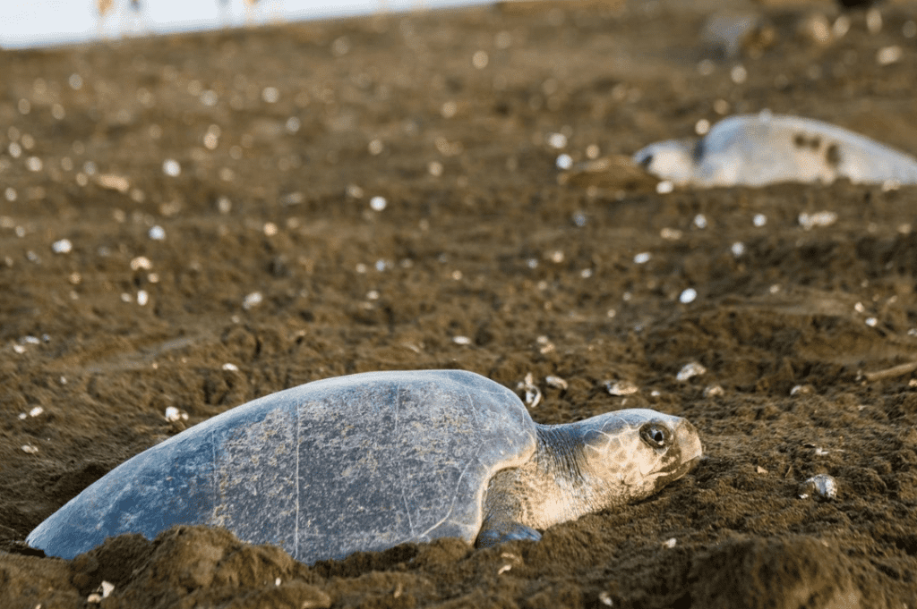 The Nesting Habits of Sea Turtles - CRITTERFACTS