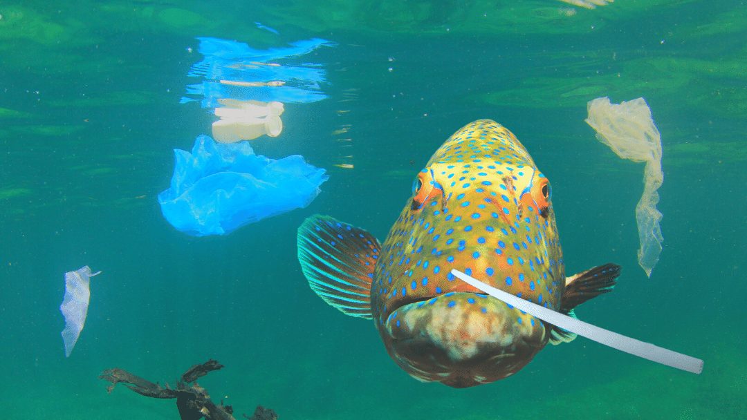 Microplastics are wreaking havoc on sea life - CRITTERFACTS