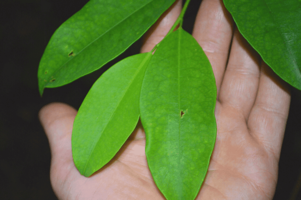 2020 State of the Plants Report - CRITTERFACTS