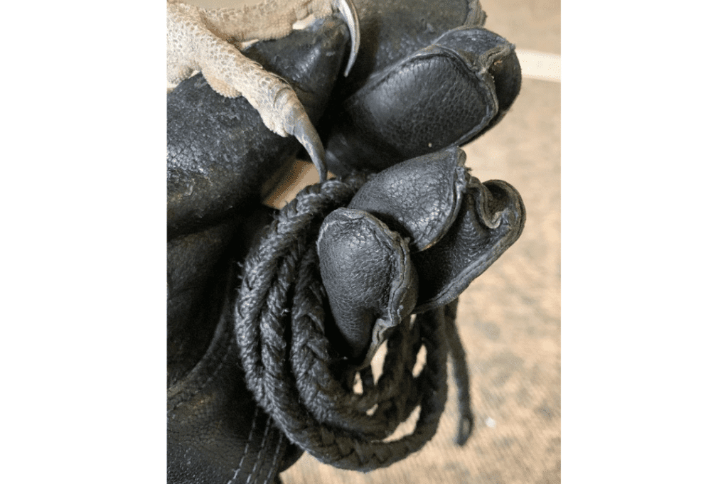 How education and falconry birds are attached to their handlers ...