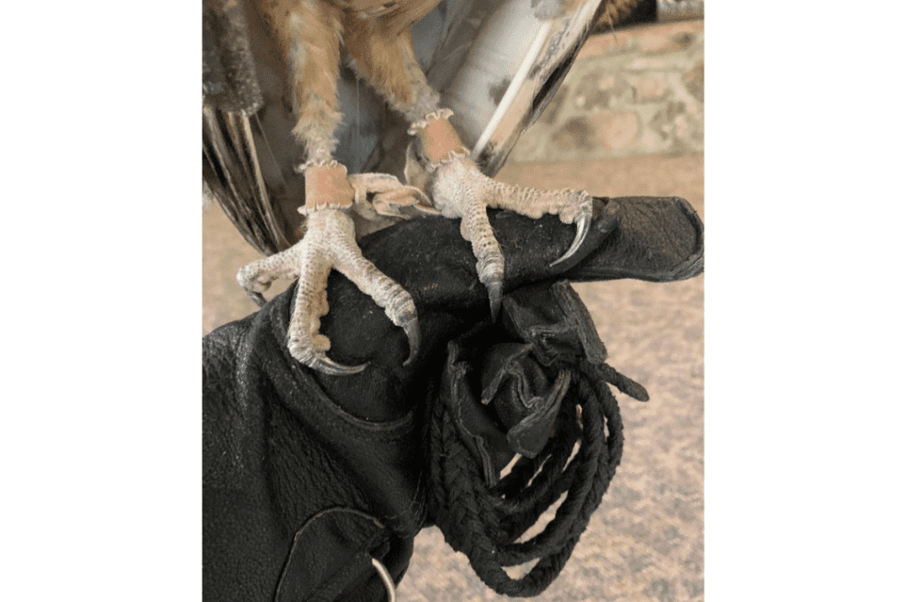 How education and falconry birds are attached to their handlers ...