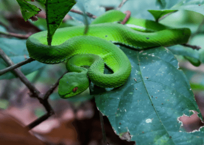 Spiny Bush Viper Facts - CRITTERFACTS