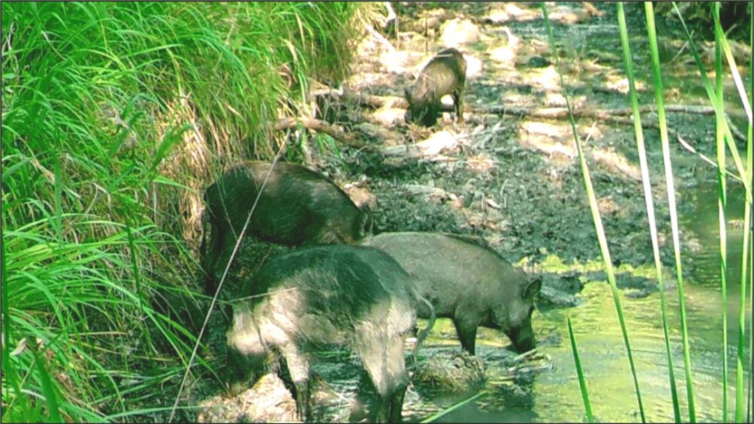 GOING HOG WILD – A LOOK AT THE FERAL HOG IN TEXAS - CRITTERFACTS