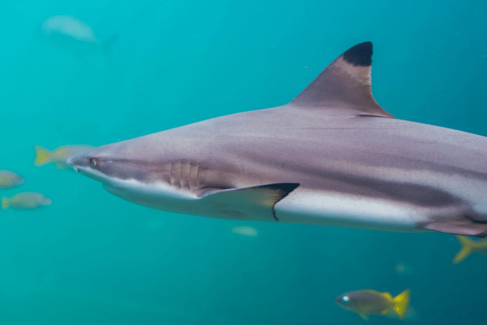 Blacktip Shark