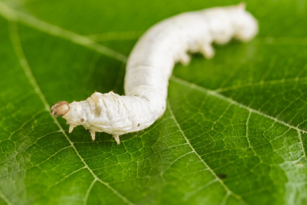 Silk Worm
