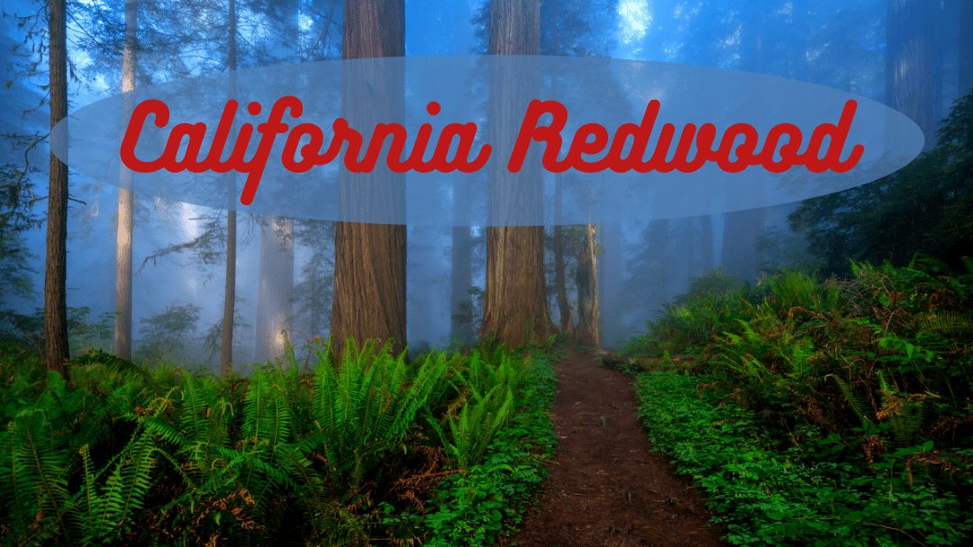 The California Redwood: A Troubled Past but Promising Future - CRITTERFACTS