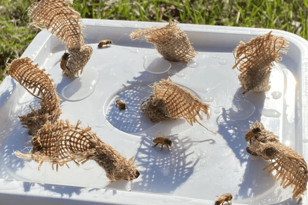 Pollinators in Pain: How You Can Help - CRITTERFACTS