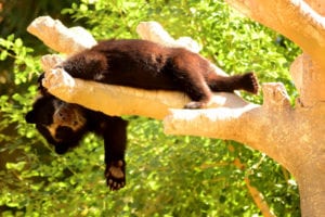 Moon Bear Facts - CRITTERFACTS