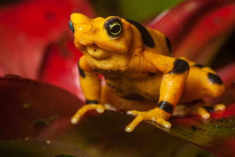 Panamanian Golden Frog Facts - CRITTERFACTS