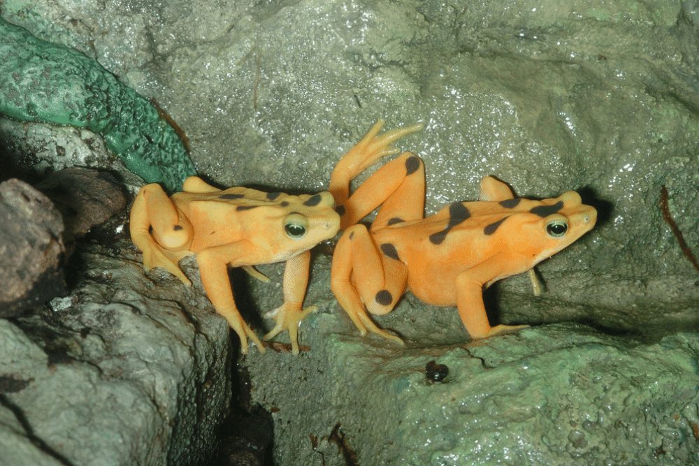 Panamanian Golden Frog Facts - CRITTERFACTS