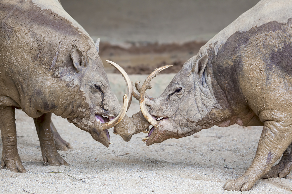 Babirusa Facts - CRITTERFACTS