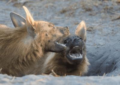 Brown Hyena Facts - CRITTERFACTS