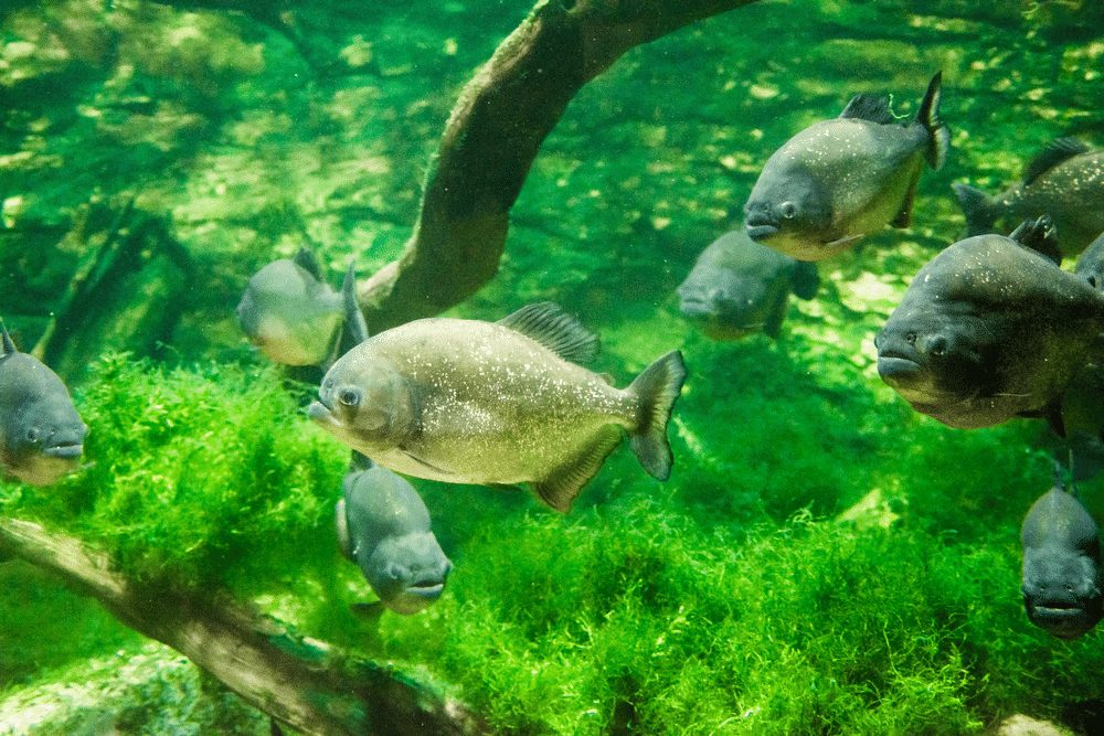 Red-bellied Piranha Facts - CRITTERFACTS