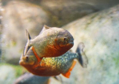 Red-bellied Piranha Facts - CRITTERFACTS