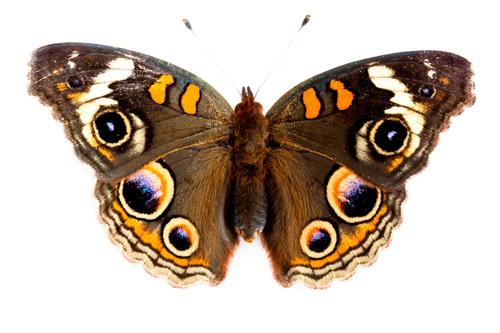 Common Buckeye Facts - CRITTERFACTS