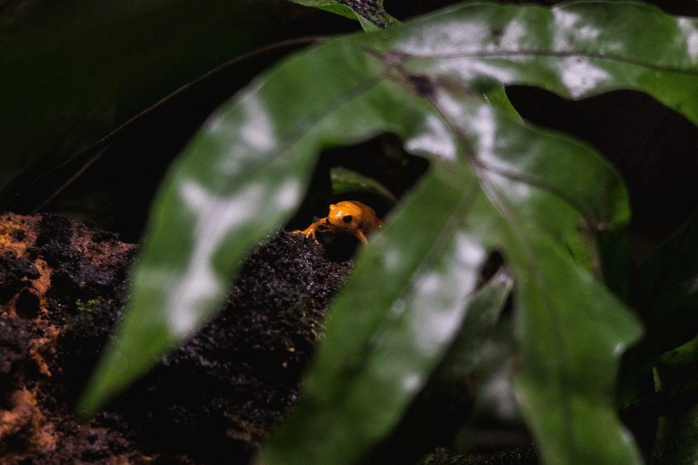 Golden Mantella Frog Facts - CRITTERFACTS